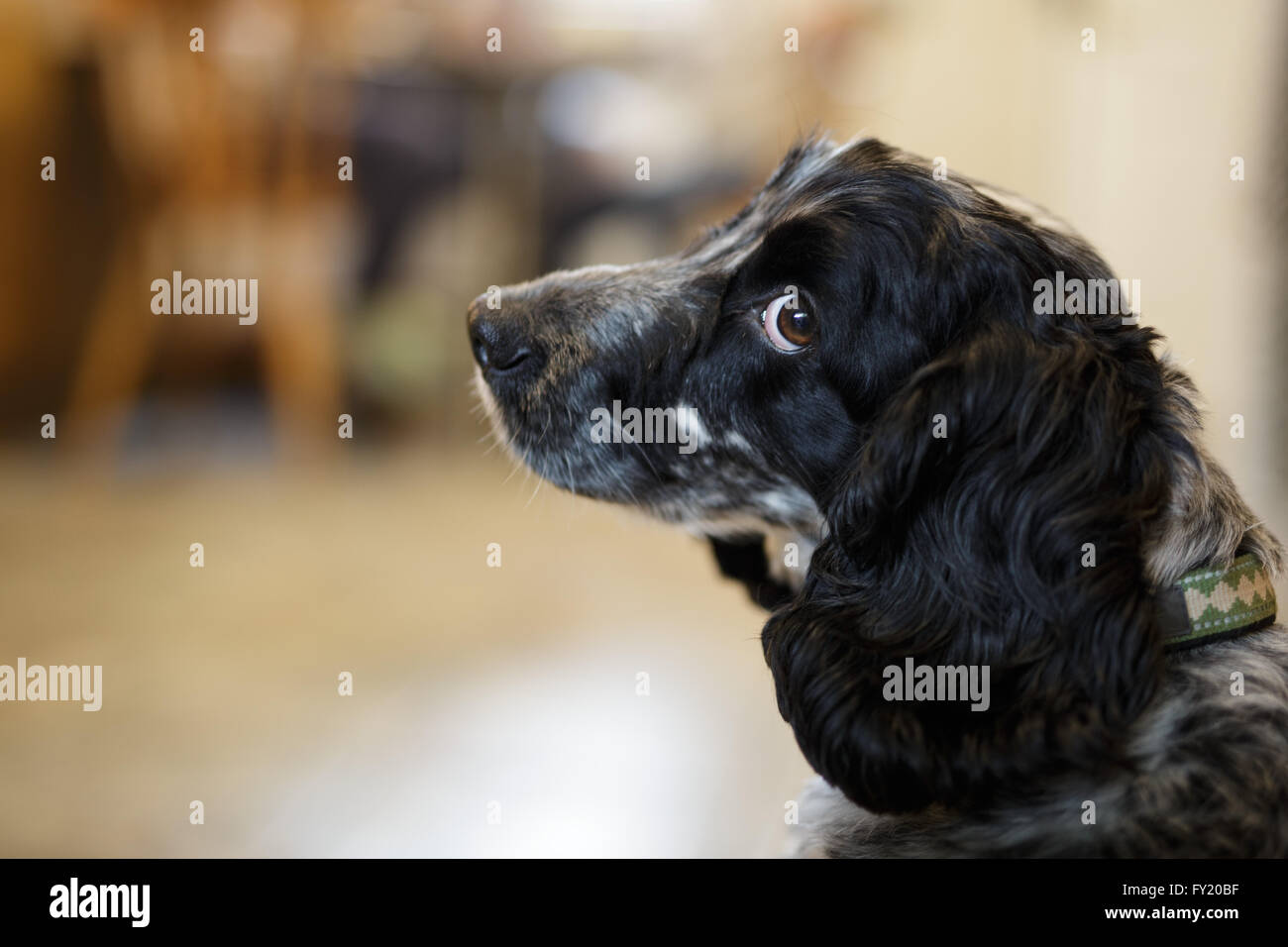 Black and white cocker spaniel dog looks over his shoulder in a family ...