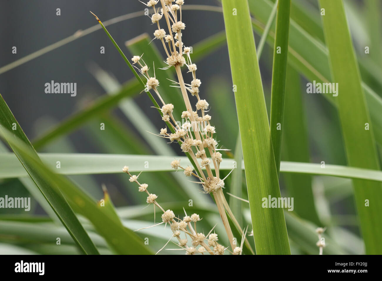 Australian native grass grass flower hi-res stock photography and ...