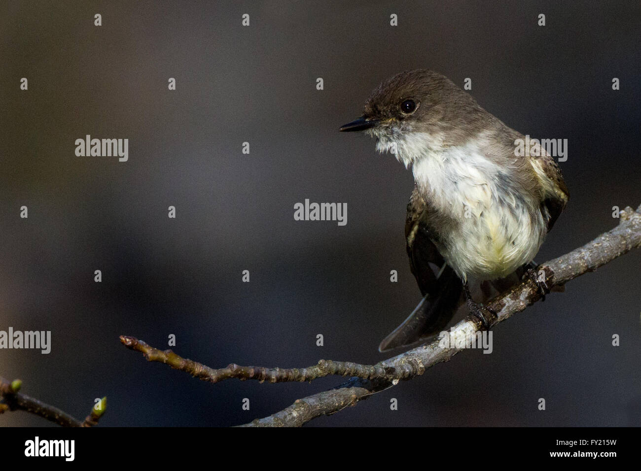 Phoebe a hi-res stock photography and images - Alamy