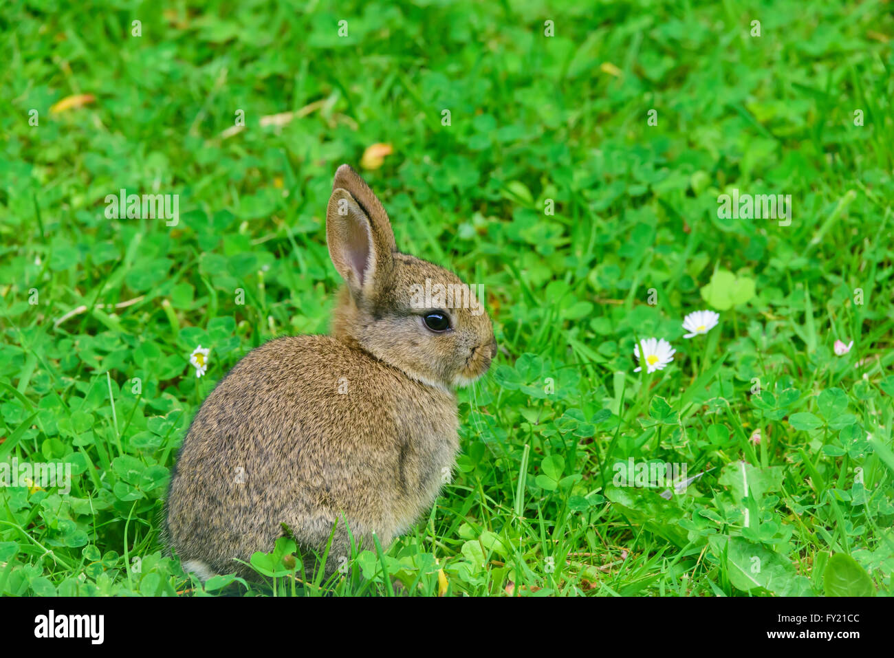Young Rabbit exploring field Stock Photo - Alamy