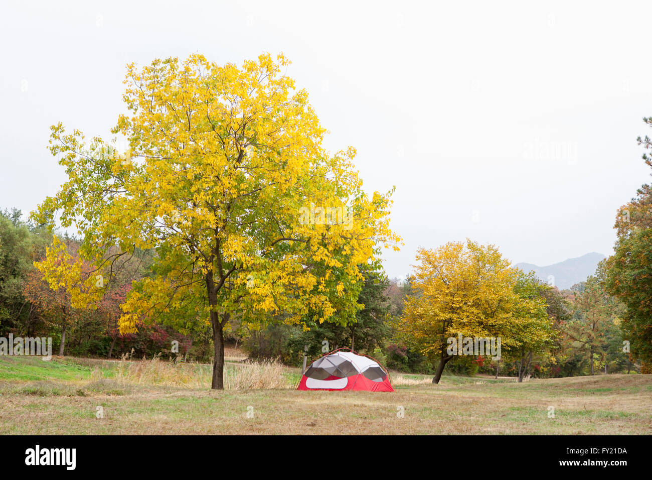 Tent between trees in fall Stock Photo - Alamy