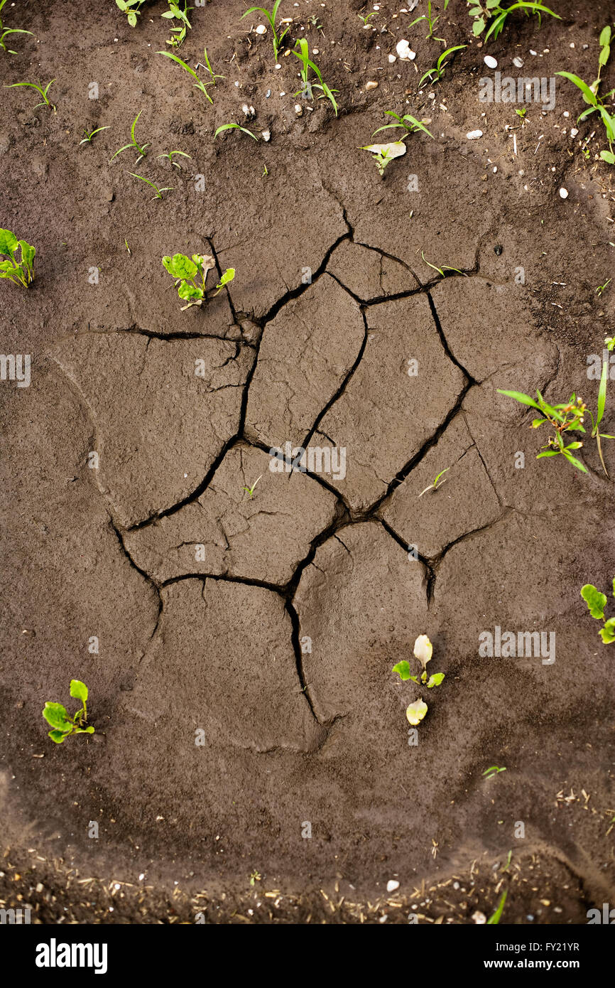 Puddle field hi-res stock photography and images - Alamy