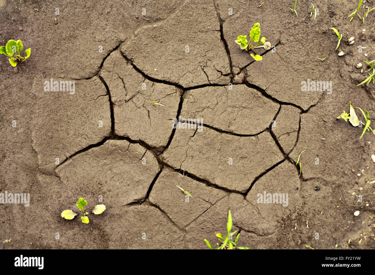 Dried puddle on a field, Austria Stock Photo - Alamy