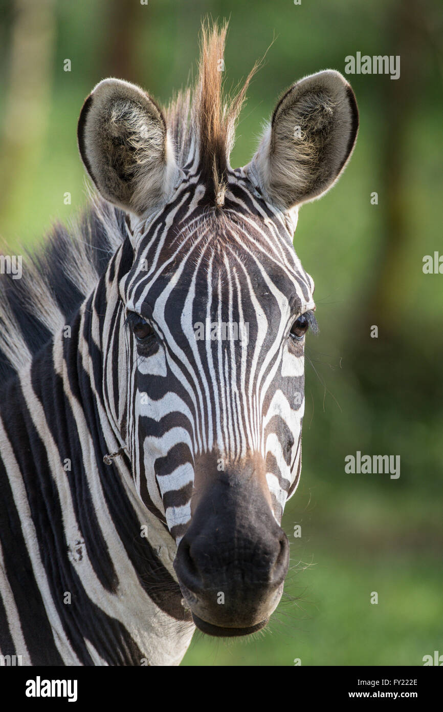 Grant's Zebra (Equus quagga boehmi ), Lake Mburo National Park, Uganda ...