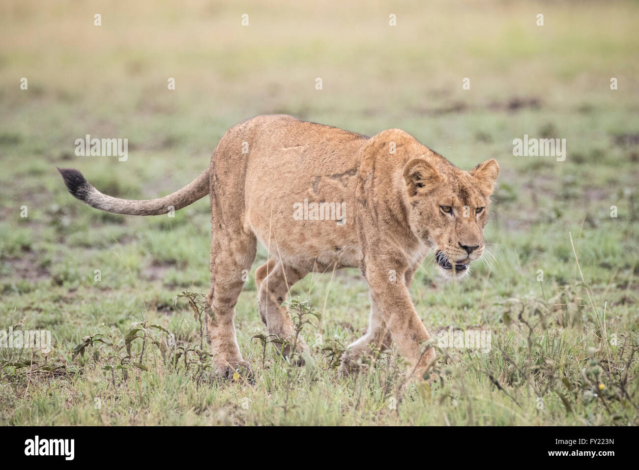 Lion (Panthera leo), Queen Elizabeth National Park, Uganda Stock Photo ...