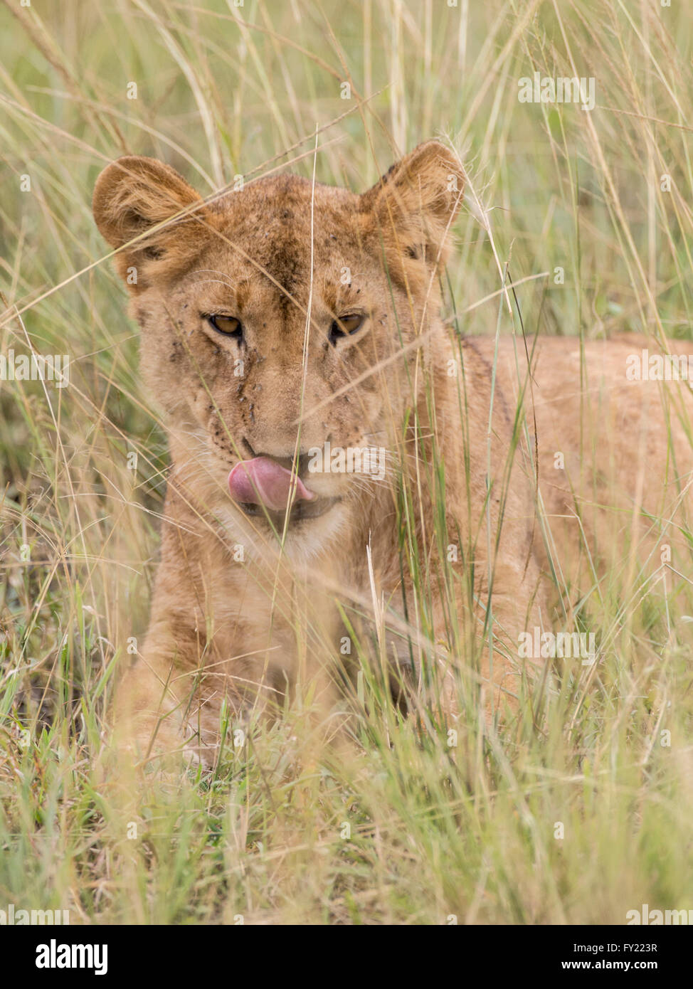 Lion (Panthera leo), Queen Elizabeth National Park, Uganda Stock Photo ...