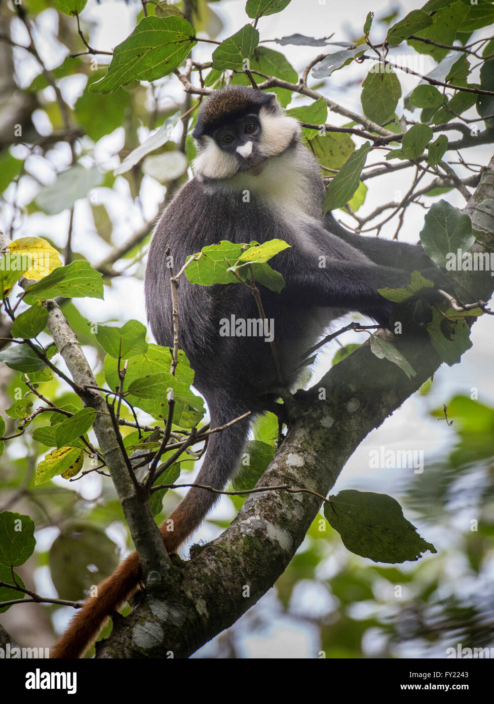 Red-tailed Monkey (Cercopithecus ascanius), Bigodi Wetland, Uganda ...