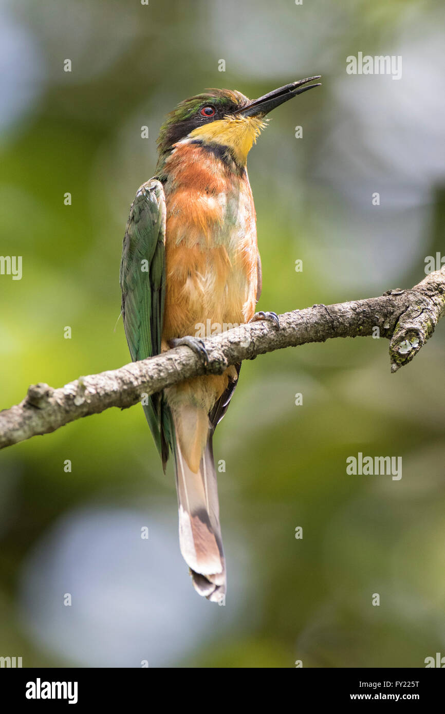 Cinnamon-chested Bee-eater (Merops oreobates), Kisoro, Uganda Stock ...