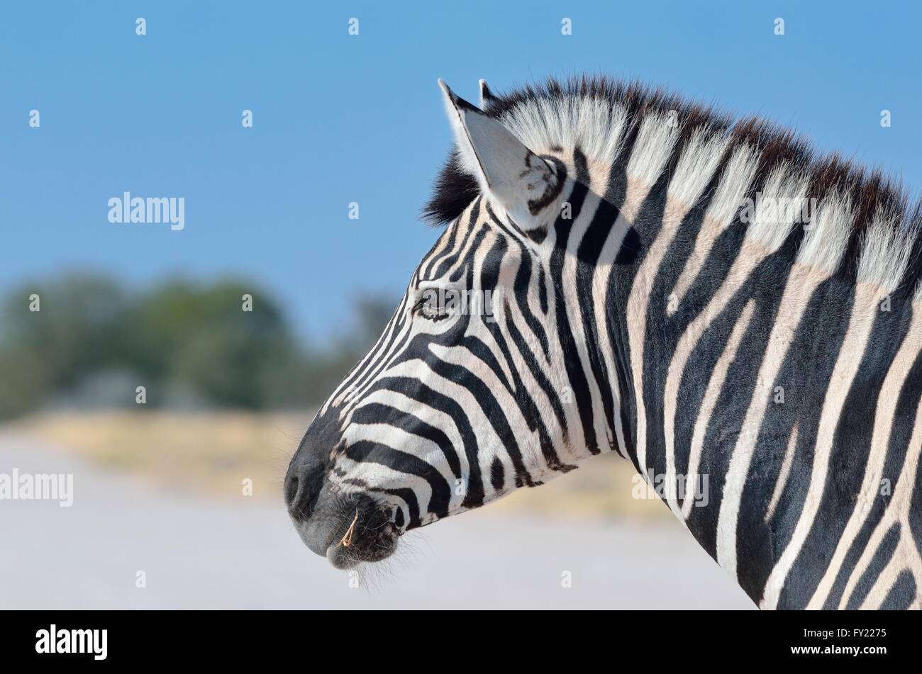 Zebra head shot close up hi-res stock photography and images - Alamy