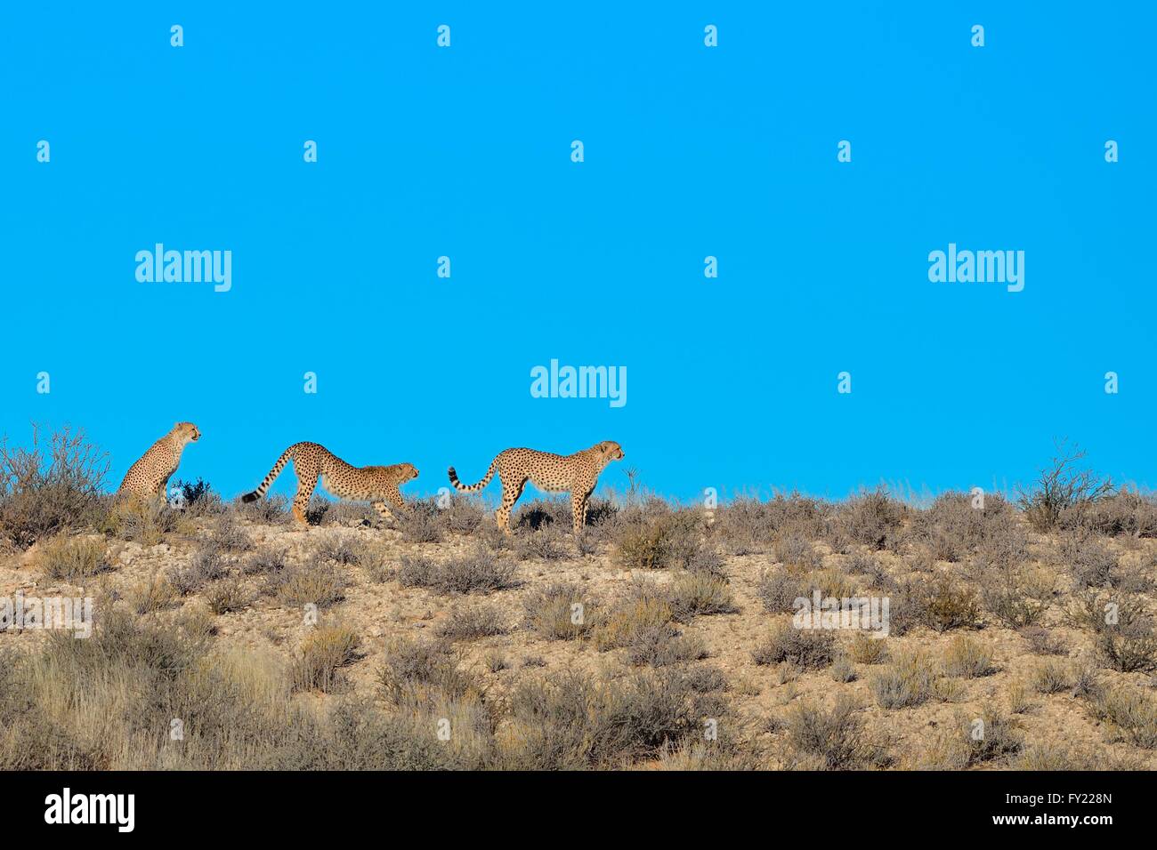 Crest of a hill hi-res stock photography and images - Alamy