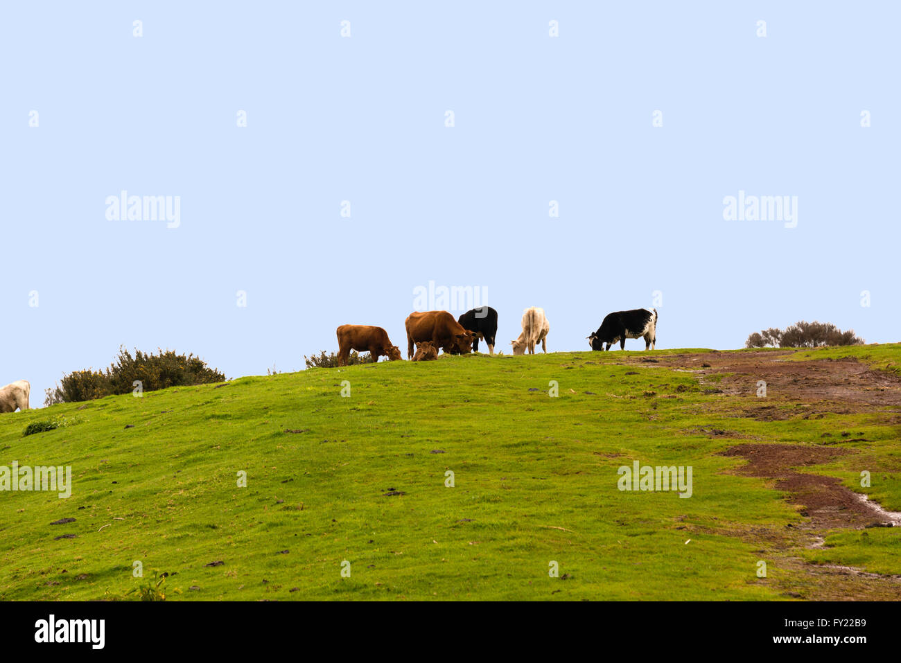 Black and white cows hi-res stock photography and images - Alamy