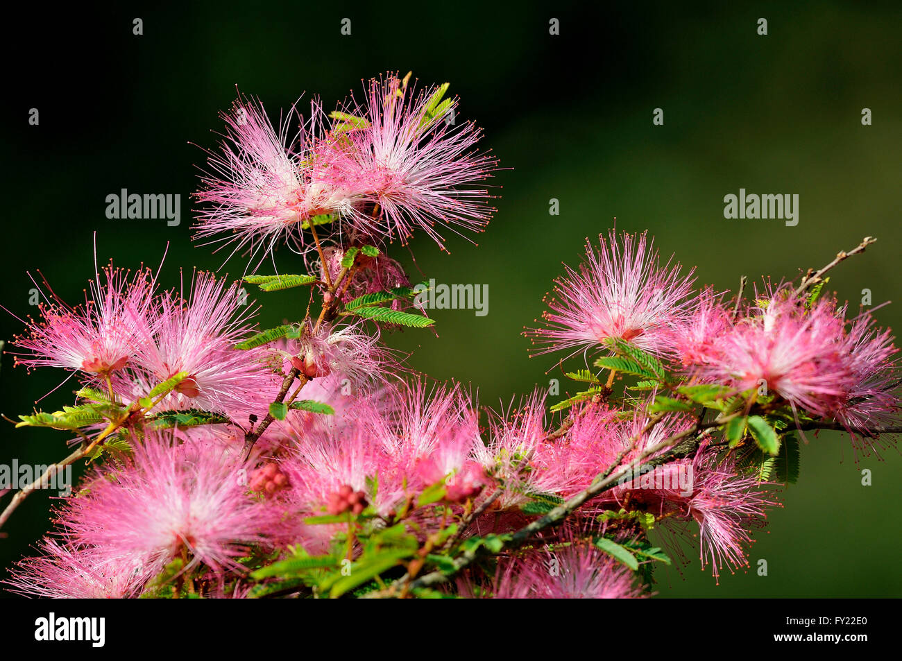 Calliandra grandiflora hi-res stock photography and images - Alamy