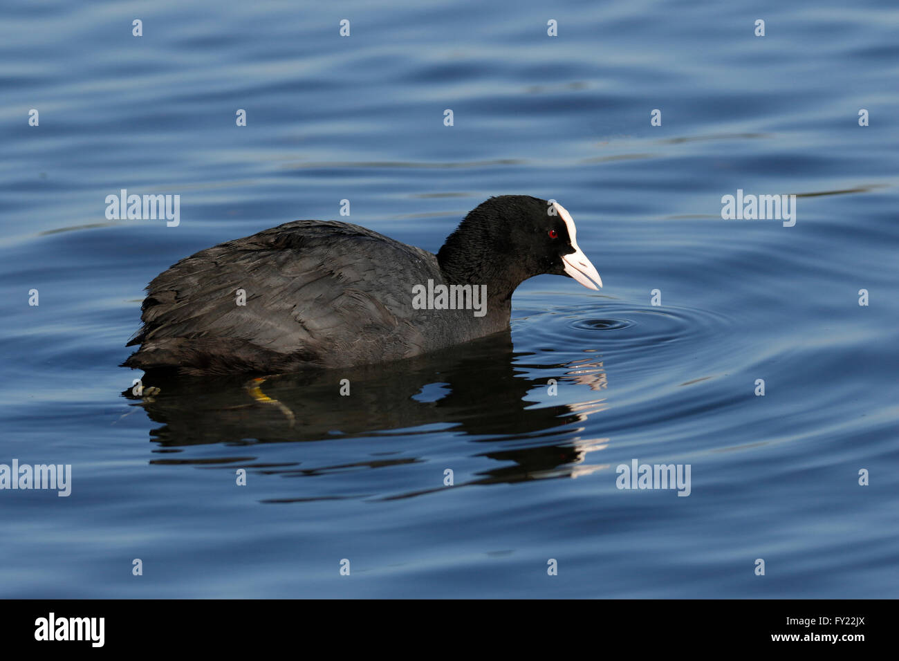 Coot legs hi-res stock photography and images - Alamy