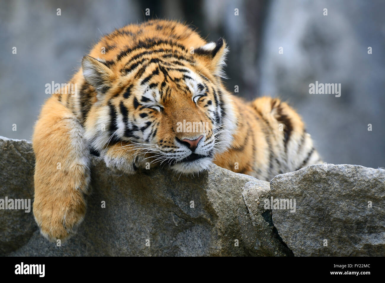Widescreen Tiger Sleeping