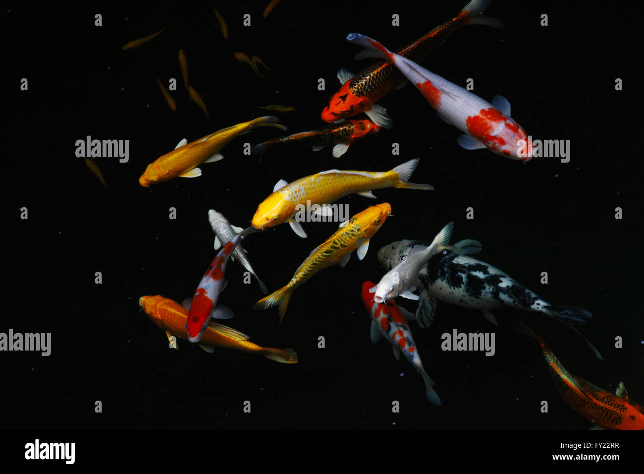 Carp fish/ Koi fish in the black pool Stock Photo - Alamy