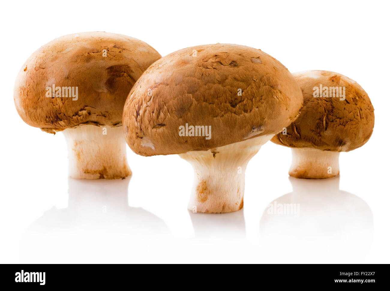 natural mushrooms champignons isolated on white background Stock Photo ...