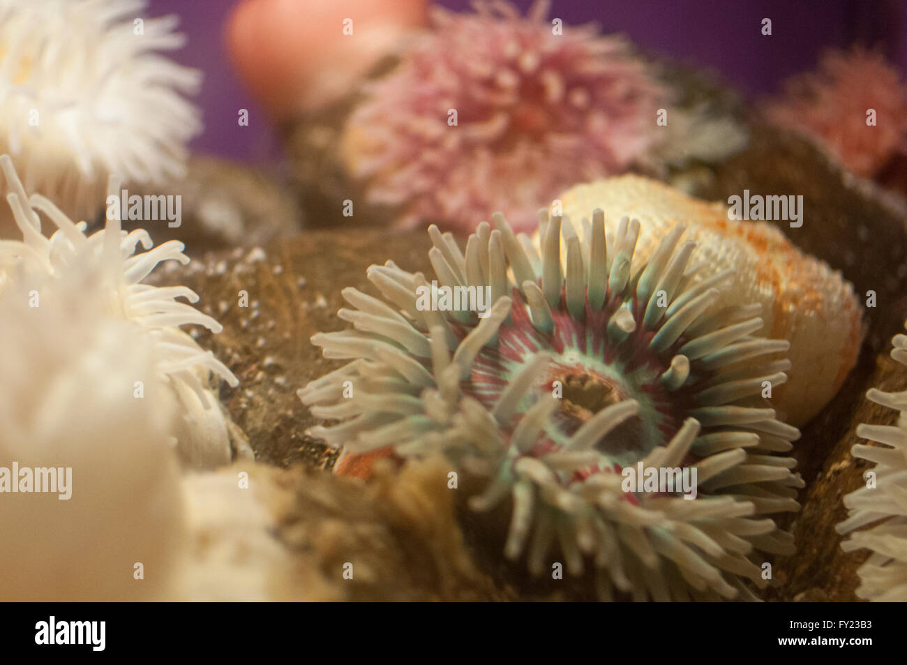 Sea anemone many colors Stock Photo - Alamy