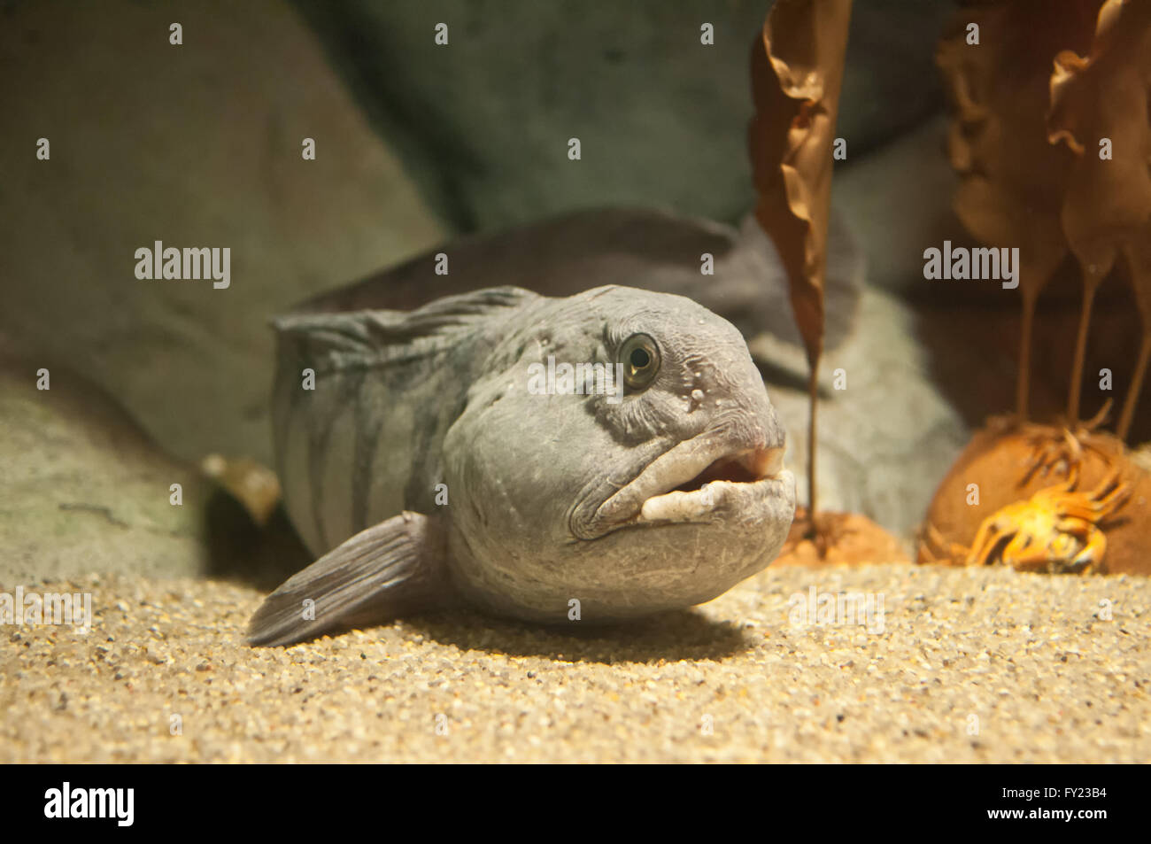 Atlantic wolffish hi-res stock photography and images - Alamy