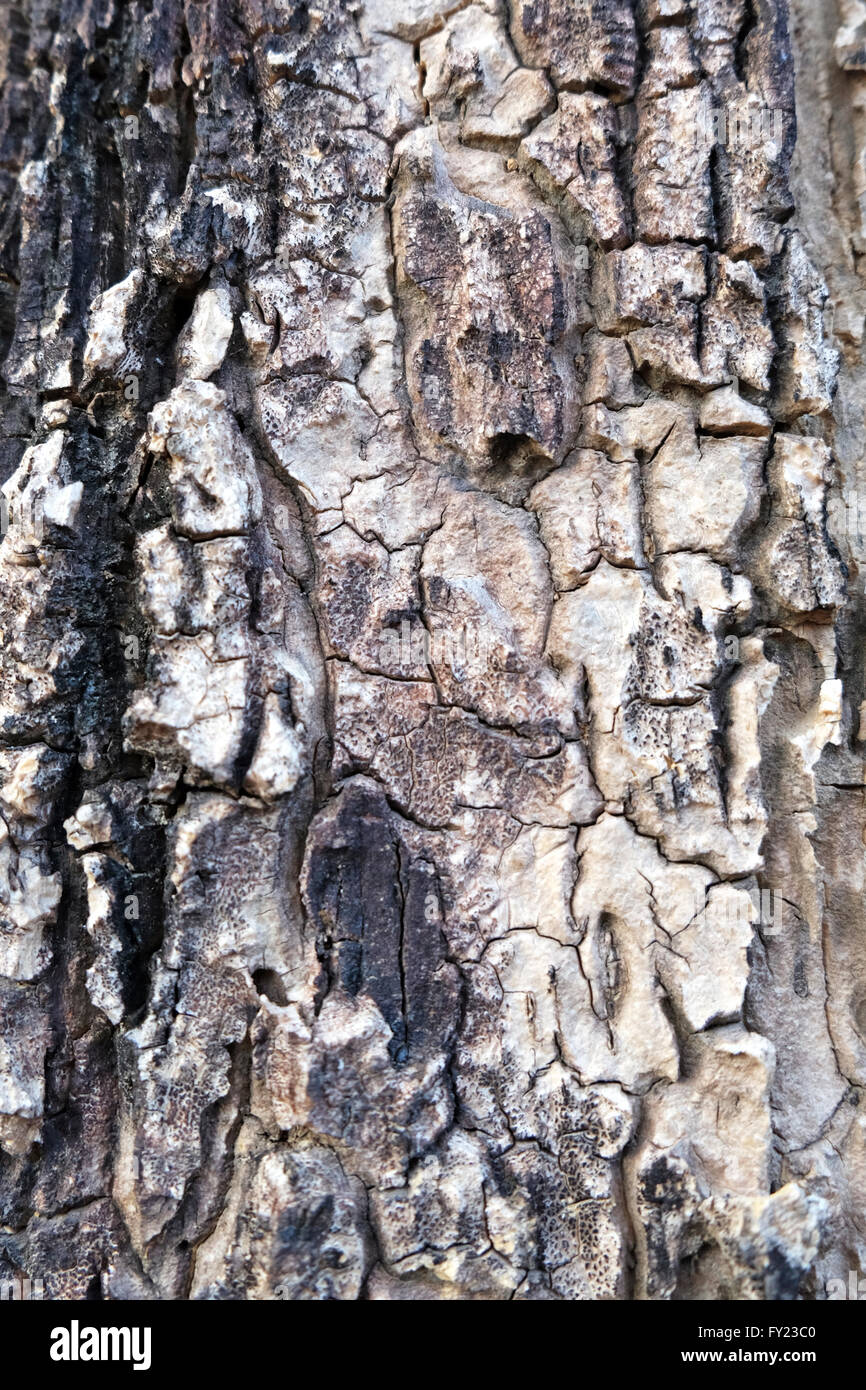 bark of tree texture Stock Photo - Alamy