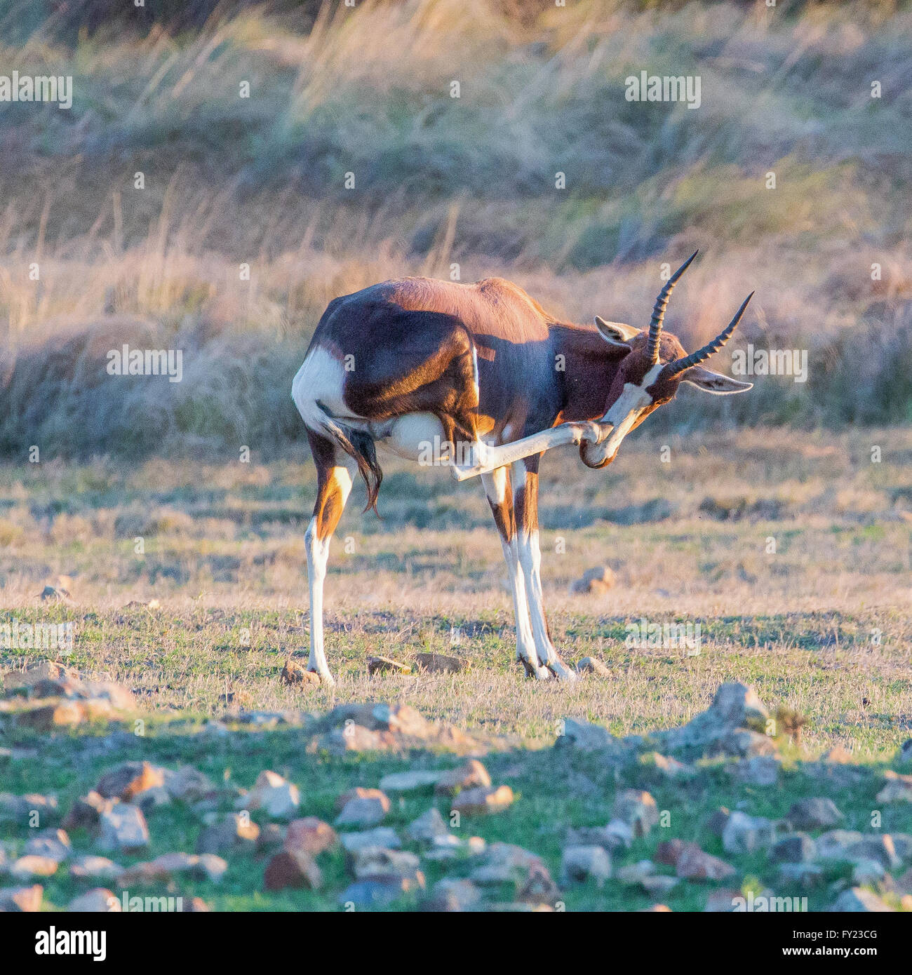 Bontebok antelope in natural habitat hi-res stock photography and ...