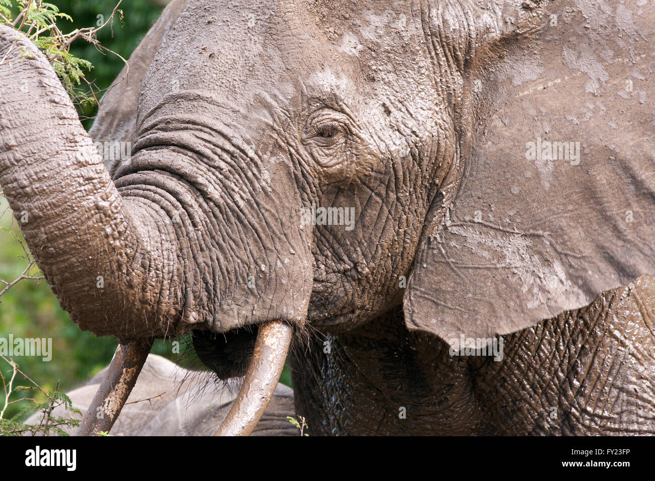 Photograph by © Jamie Callister. Elephants cooling off in the midday ...