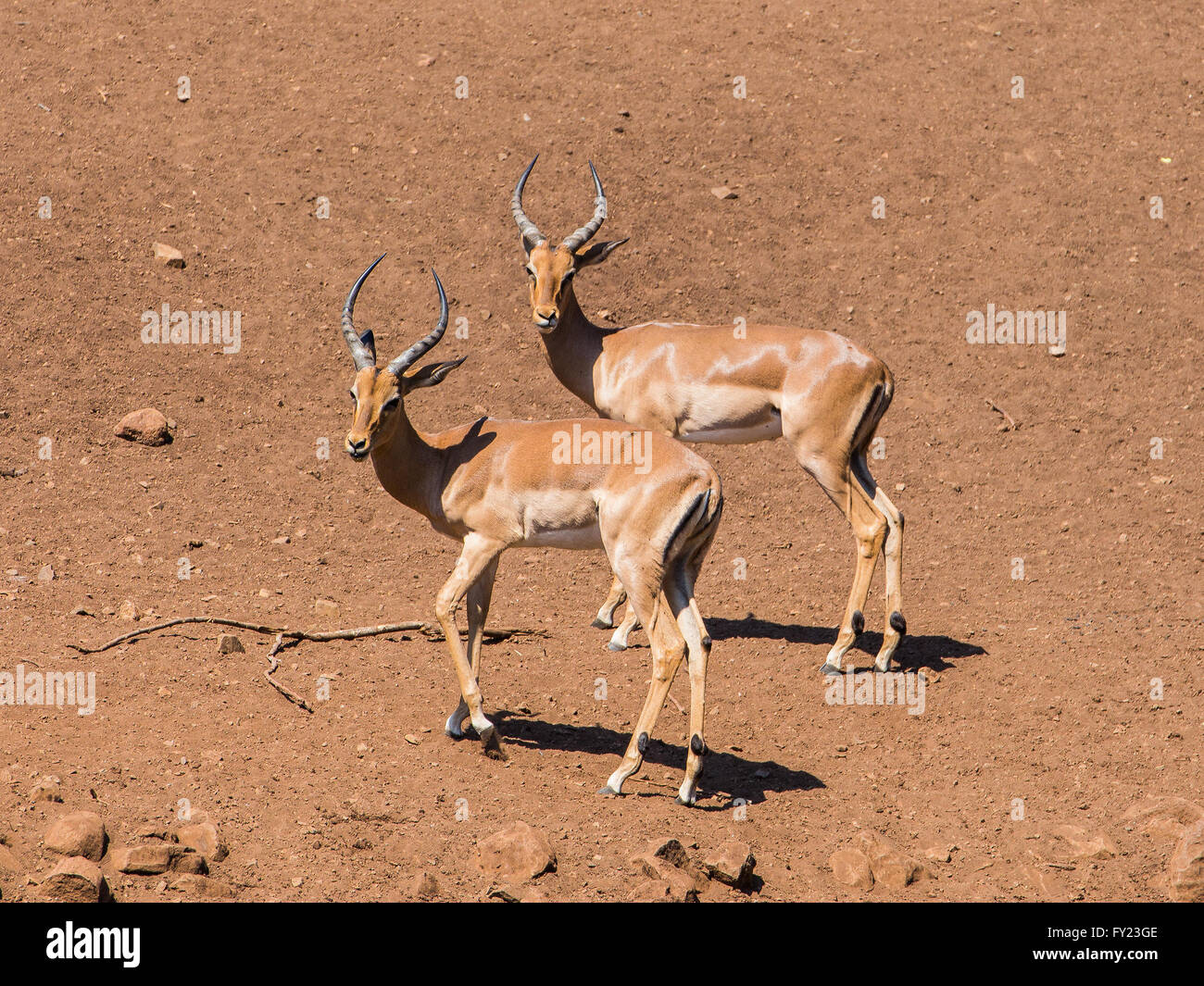Impala antlers hi-res stock photography and images - Alamy
