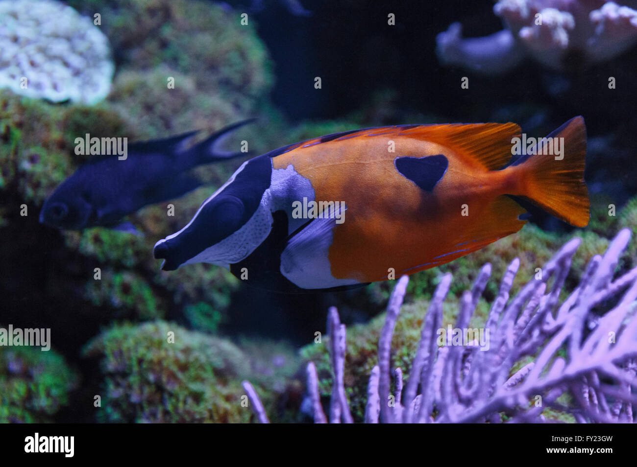 Tropical fish aquarium hi-res stock photography and images - Alamy