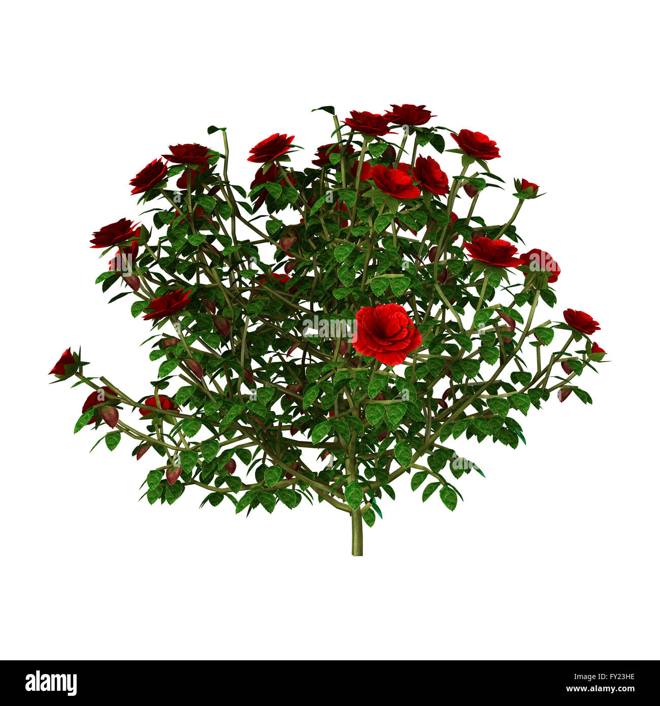 3D Illustration of a red rose bush isolated on white background Stock ...