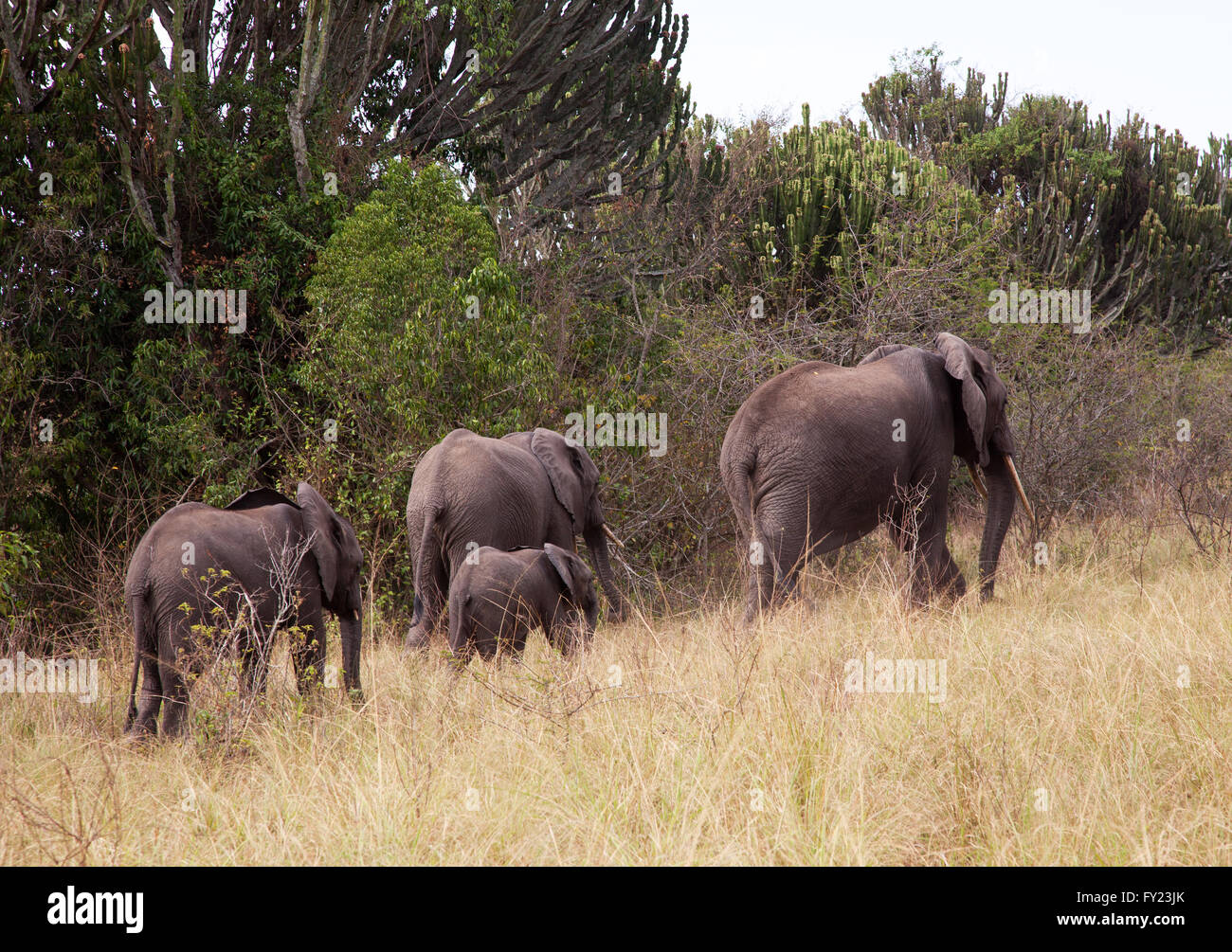 Photograph by © Jamie Callister. Elephants cooling off in the midday ...