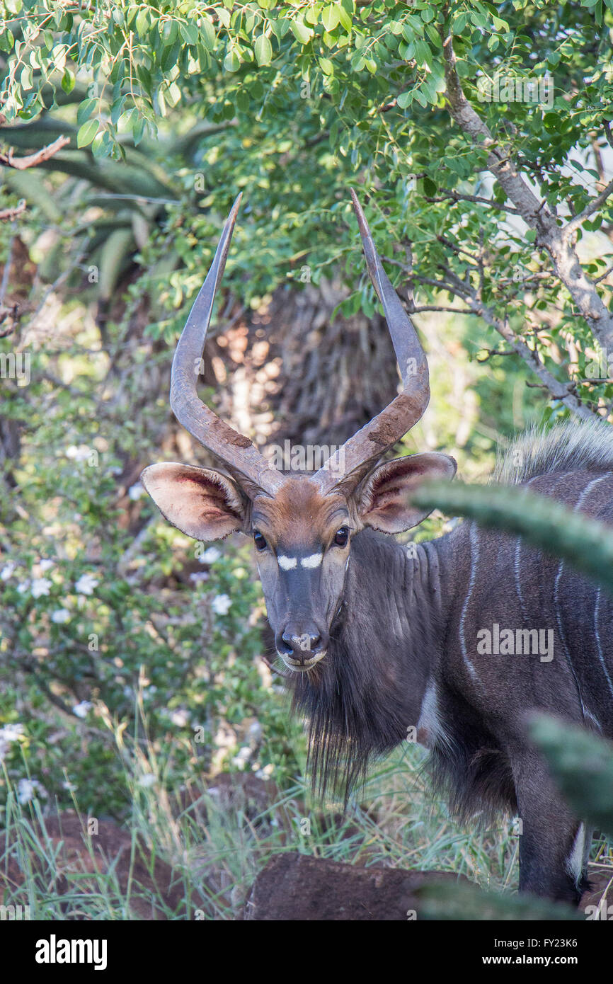 A fine male Nyala Stock Photo - Alamy