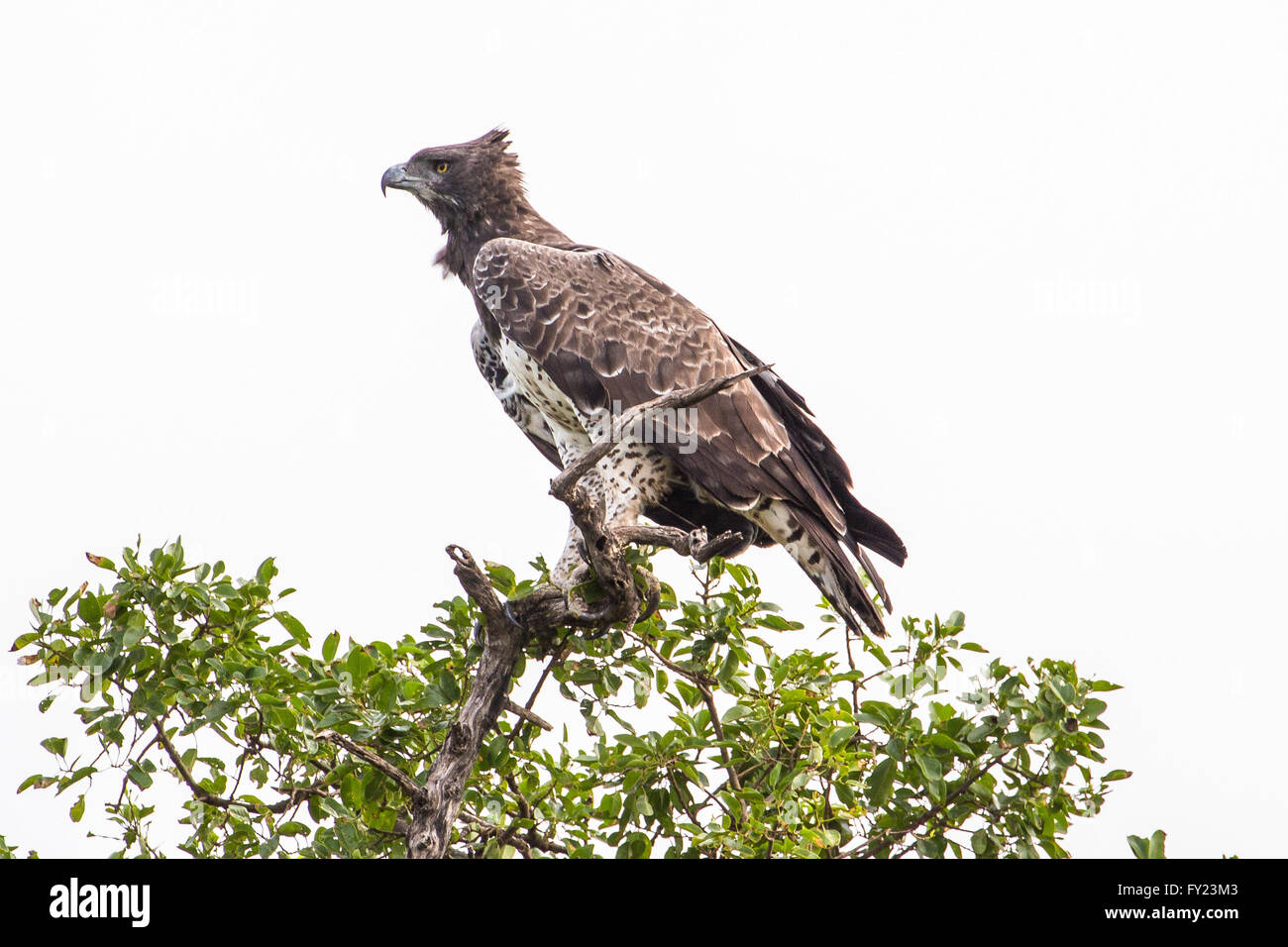 Eagle plains hi-res stock photography and images - Alamy
