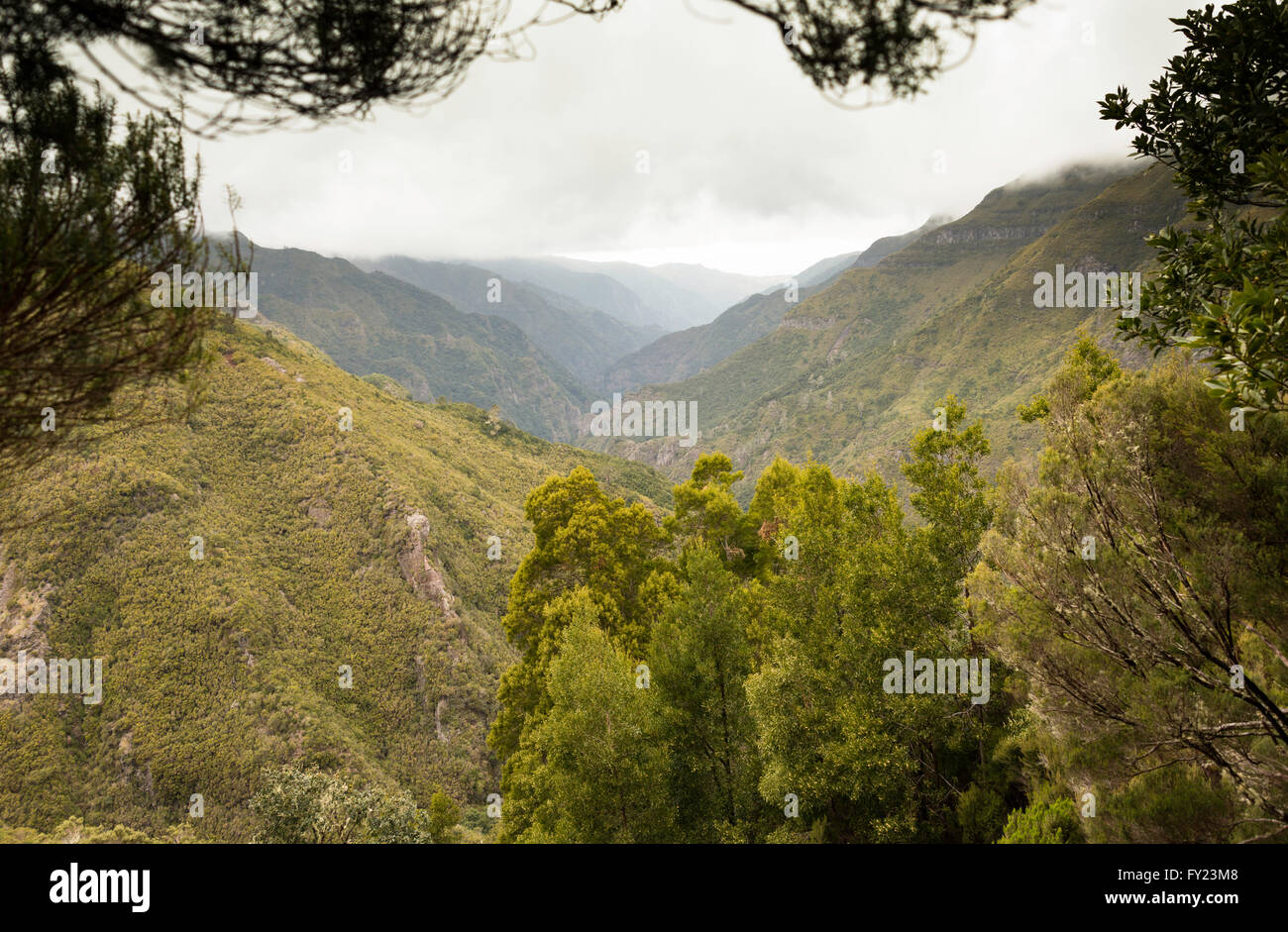 green nature on the madeira island mountains Stock Photo - Alamy