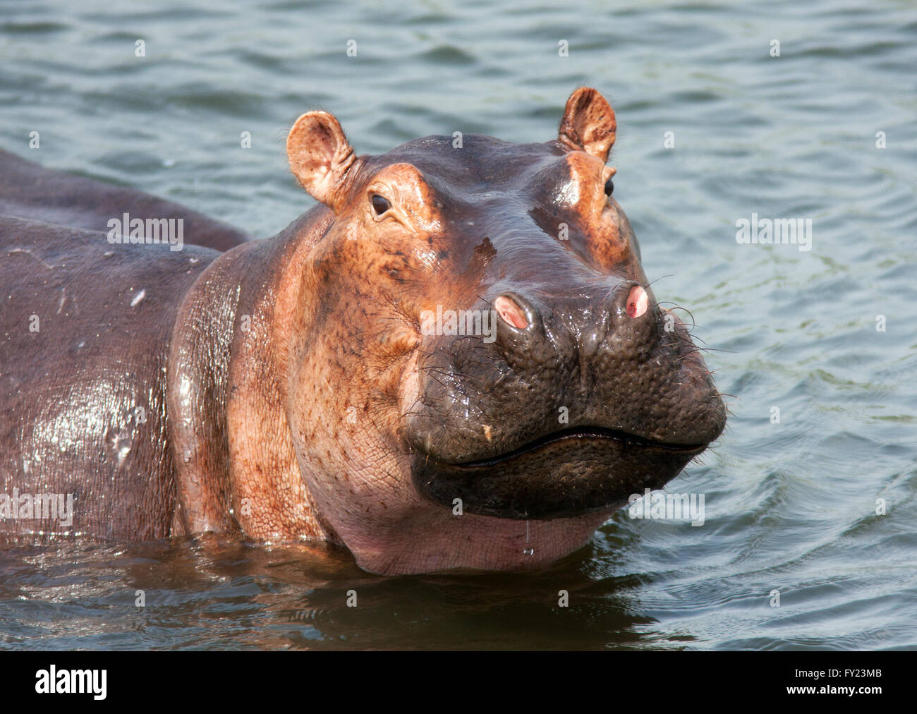 Photograph by © Jamie Callister. Hippo's on the River Nile, Murchison ...