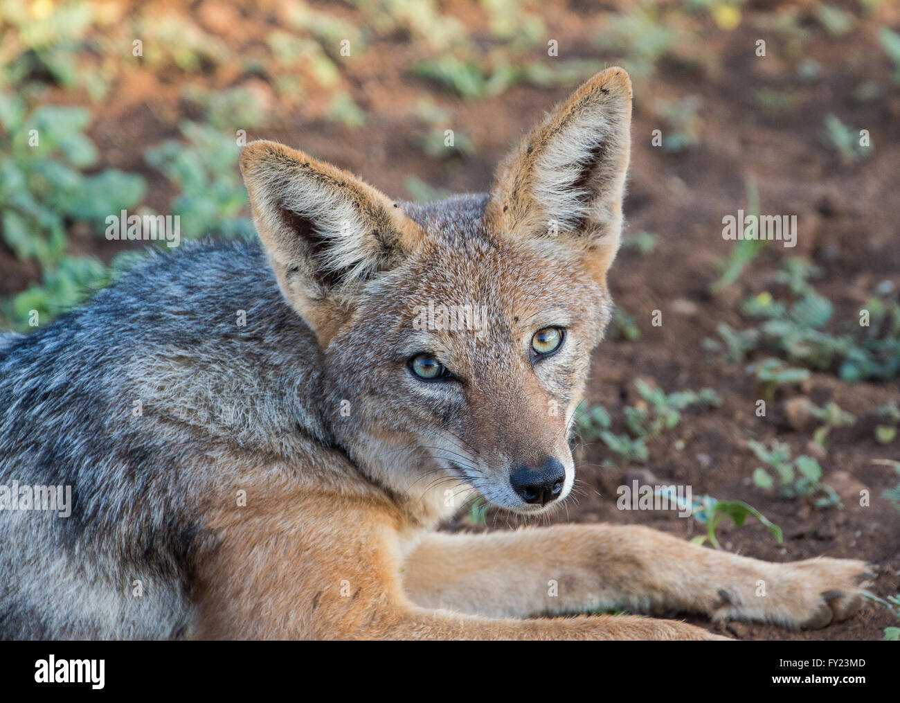 The jackal group hi-res stock photography and images - Alamy