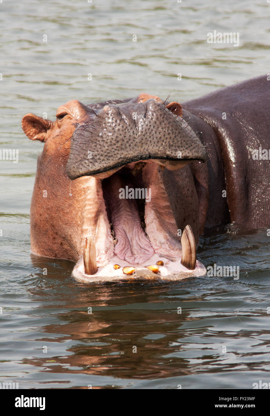 Photograph by © Jamie Callister. Hippo's on the River Nile, Murchison ...