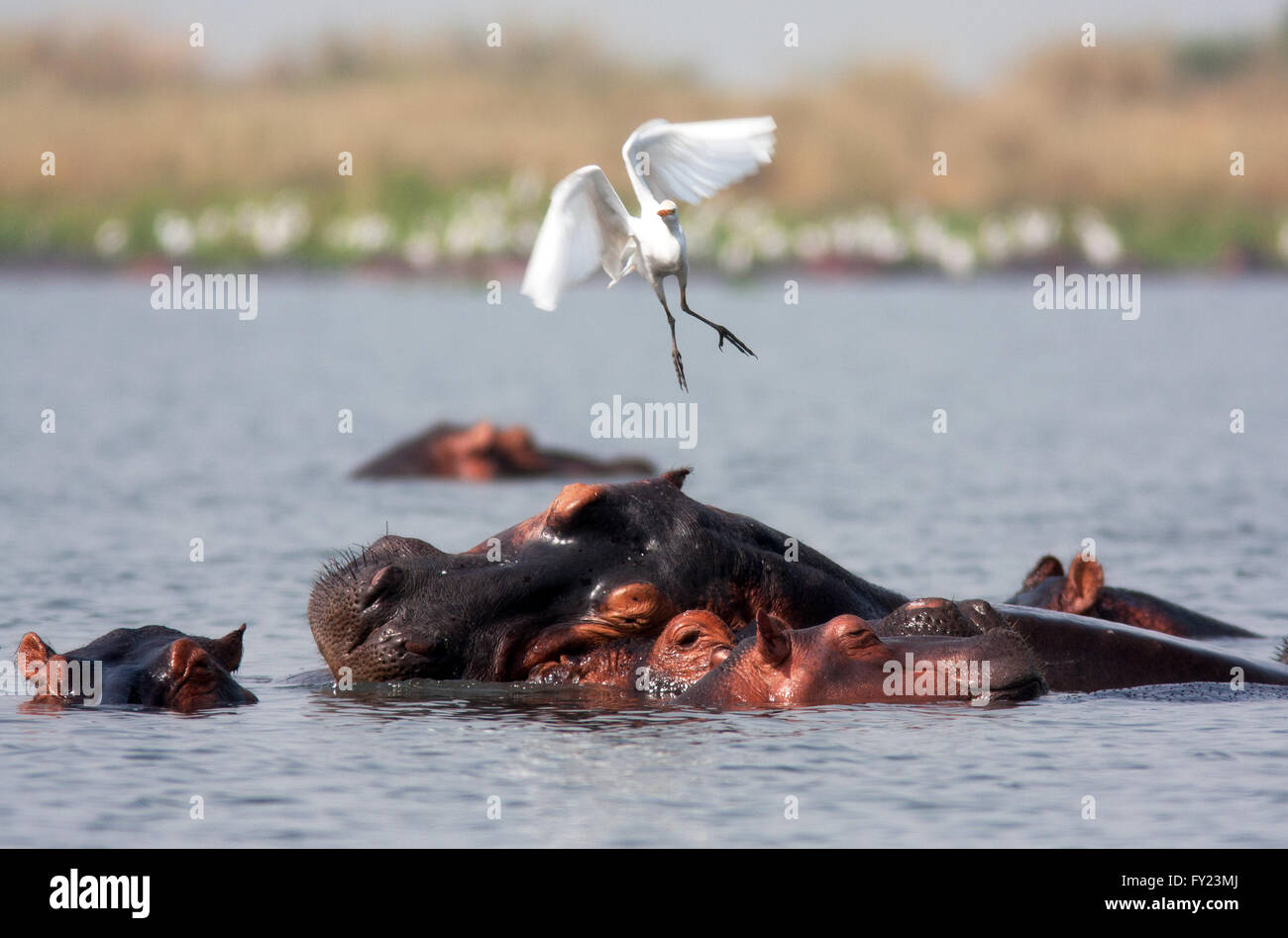 Photograph by © Jamie Callister. Hippo's on the River Nile, Murchison ...