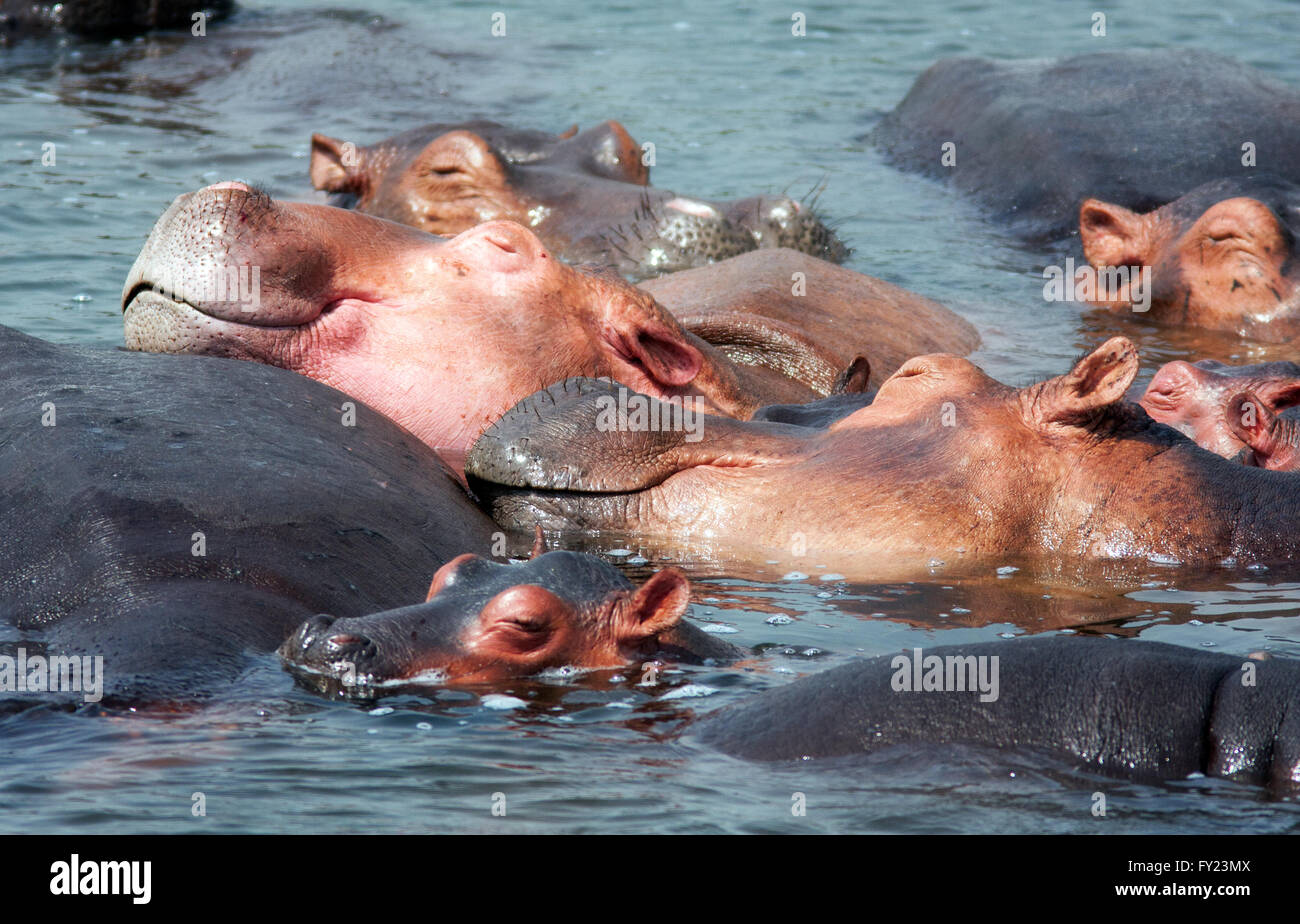 Photograph by © Jamie Callister. Hippo's on the River Nile, Murchison ...