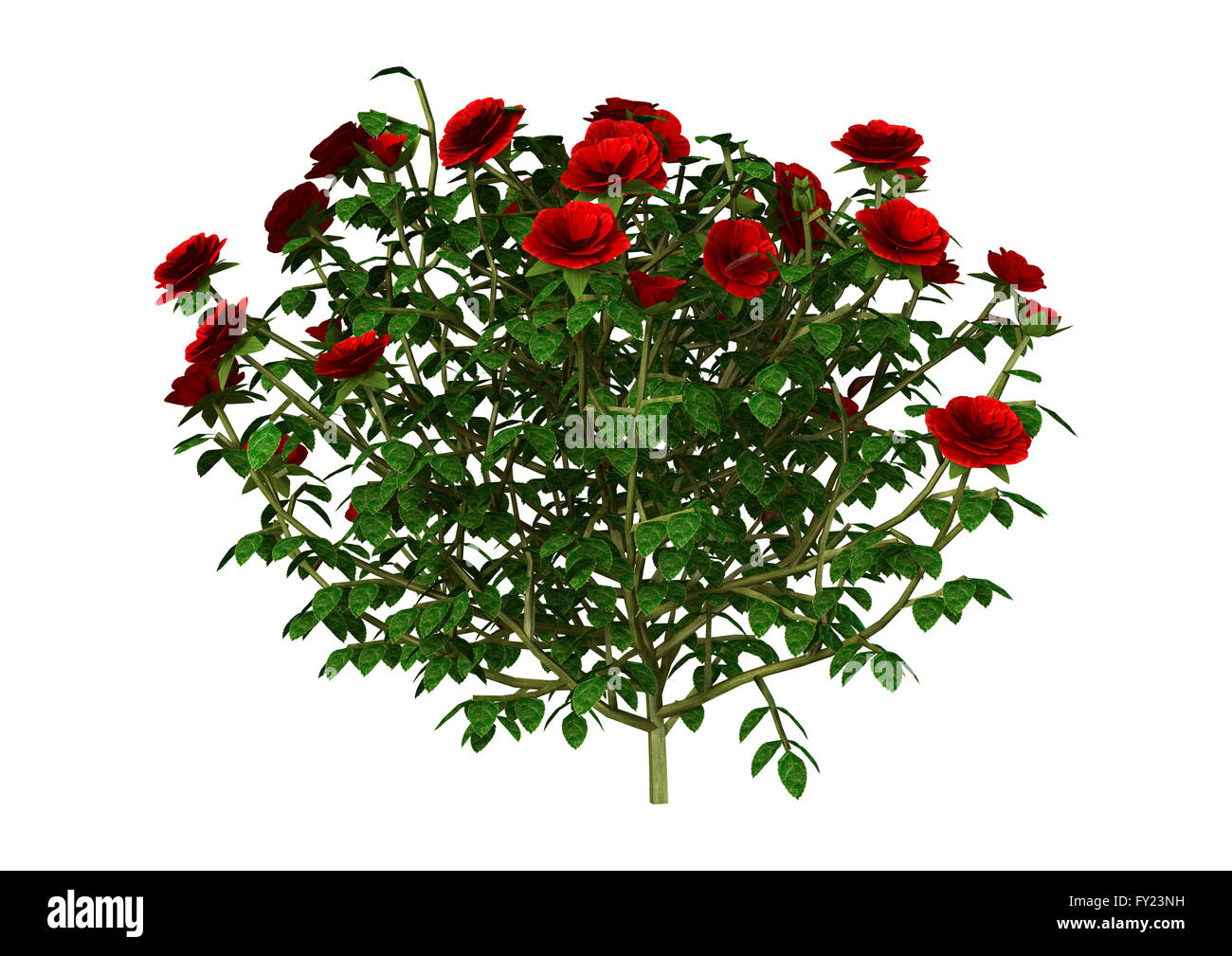 3D Illustration of a red rose bush isolated on white background Stock ...