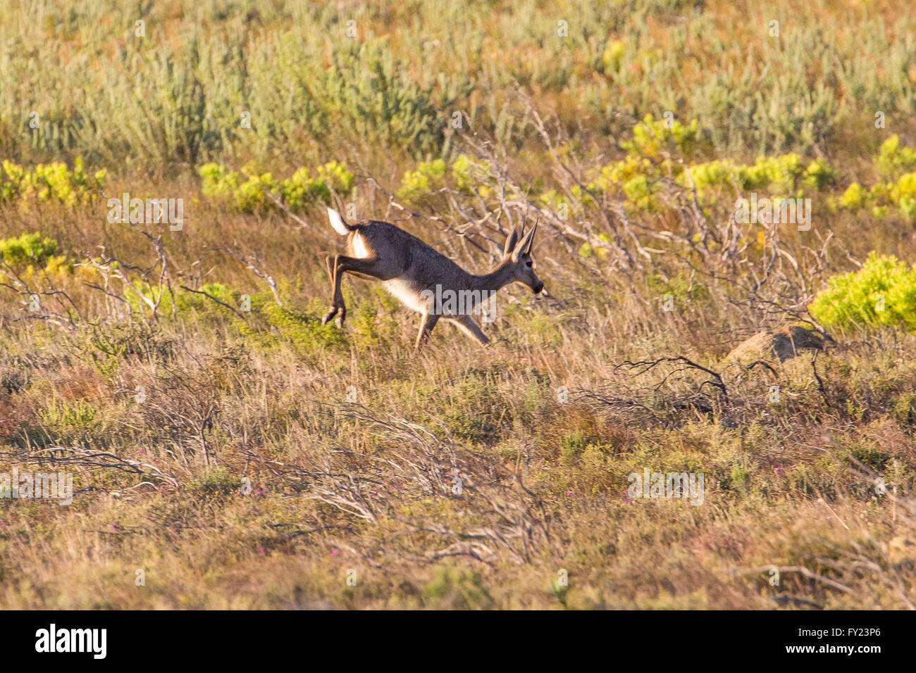 Grey Rhebok in flight Stock Photo - Alamy