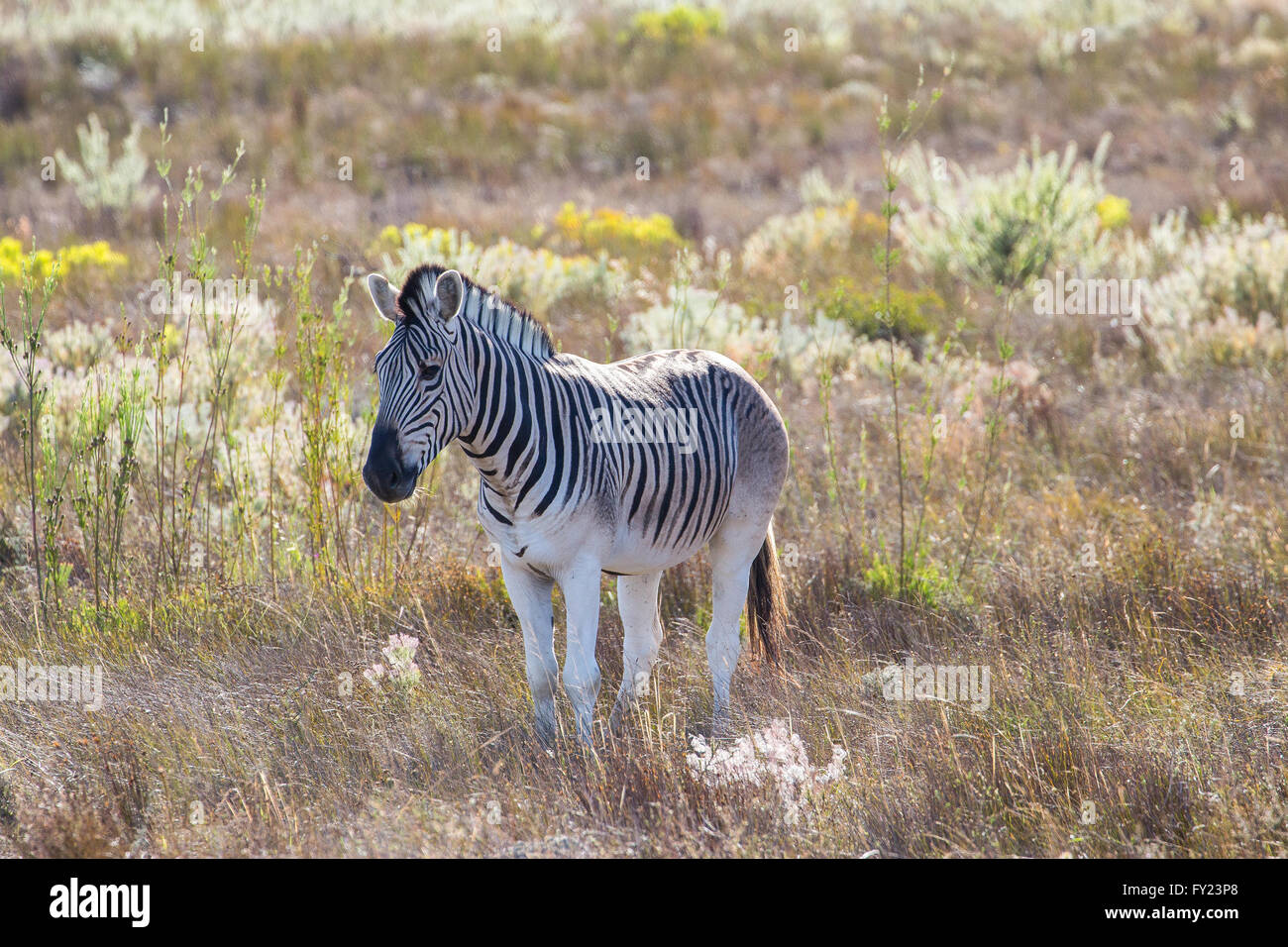Quaggas back from 'extinction' at a re-breeding centre in South Africa ...