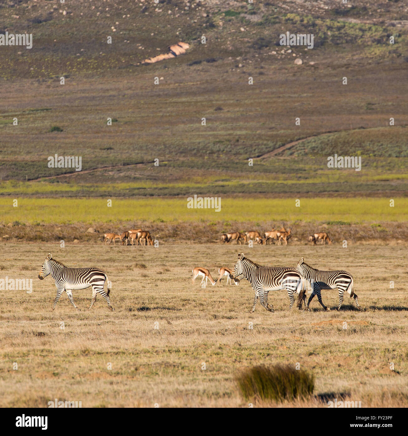 Springbok and zebra hi-res stock photography and images - Alamy