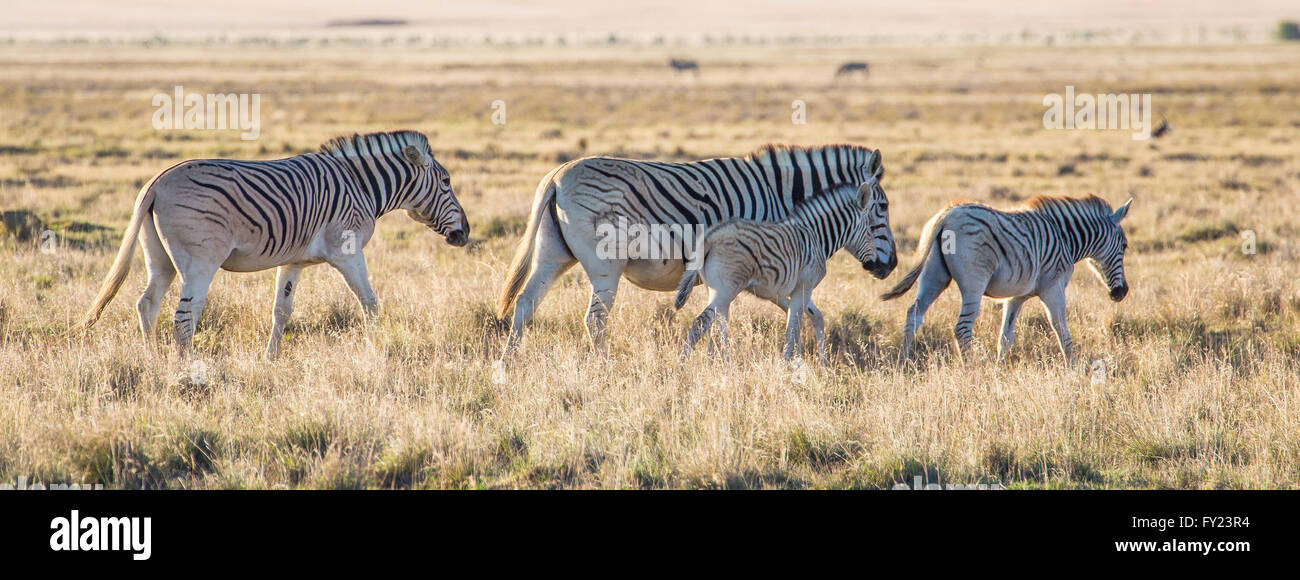 Quagga Extinct Stock Photos & Quagga Extinct Stock Images - Alamy