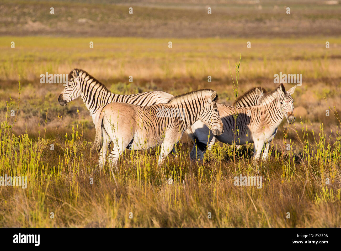 Quagga Extinct Stock Photos & Quagga Extinct Stock Images - Alamy