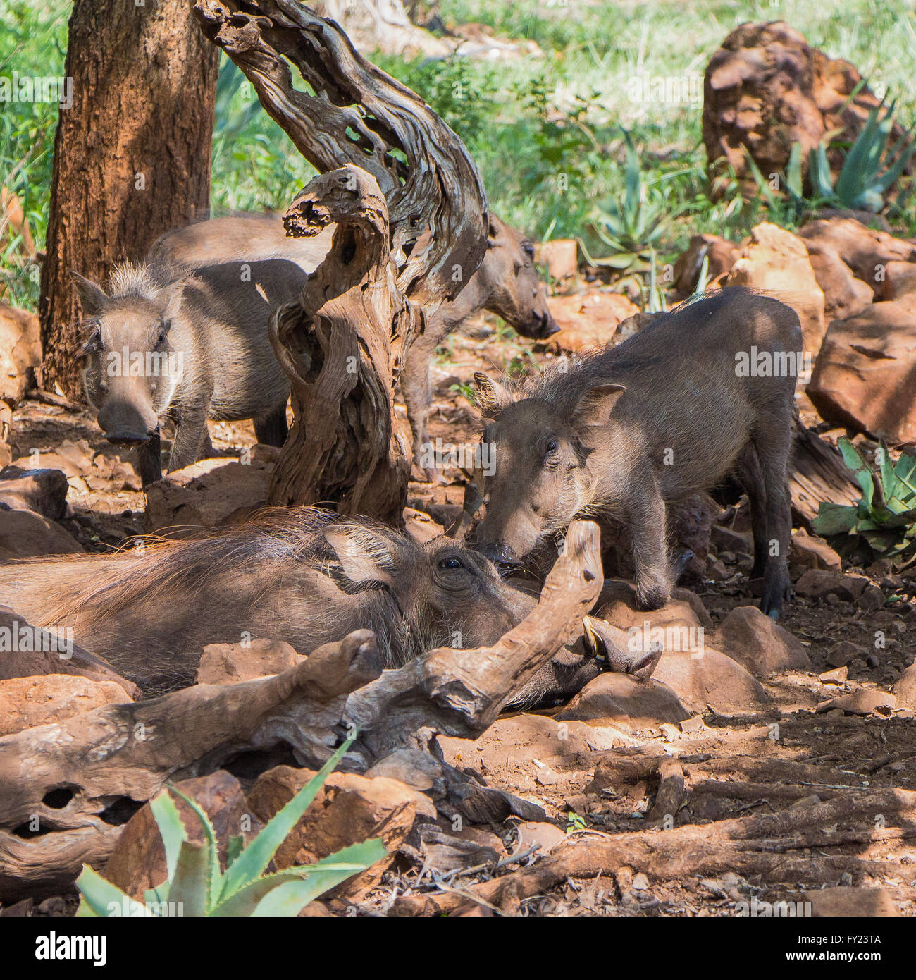 Hidden warthog hi-res stock photography and images - Alamy