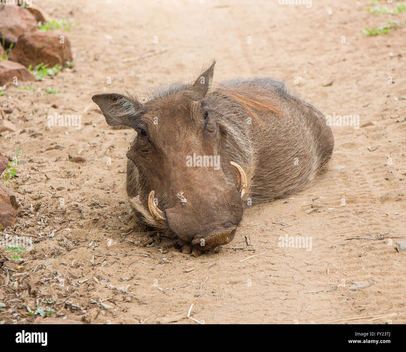 Warthogs drinking at waterhole hi-res stock photography and images - Alamy
