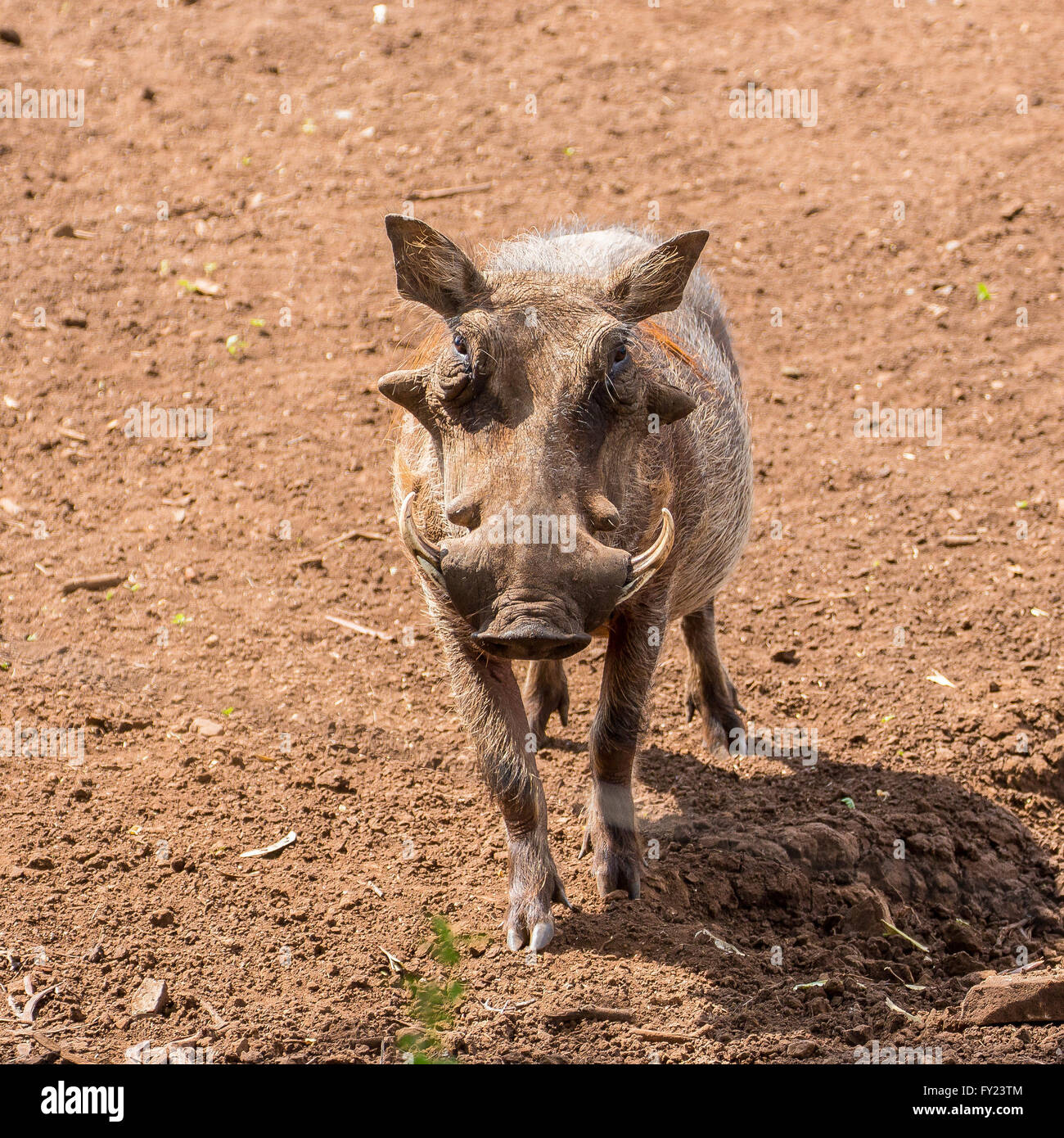 Hidden warthog hi-res stock photography and images - Alamy