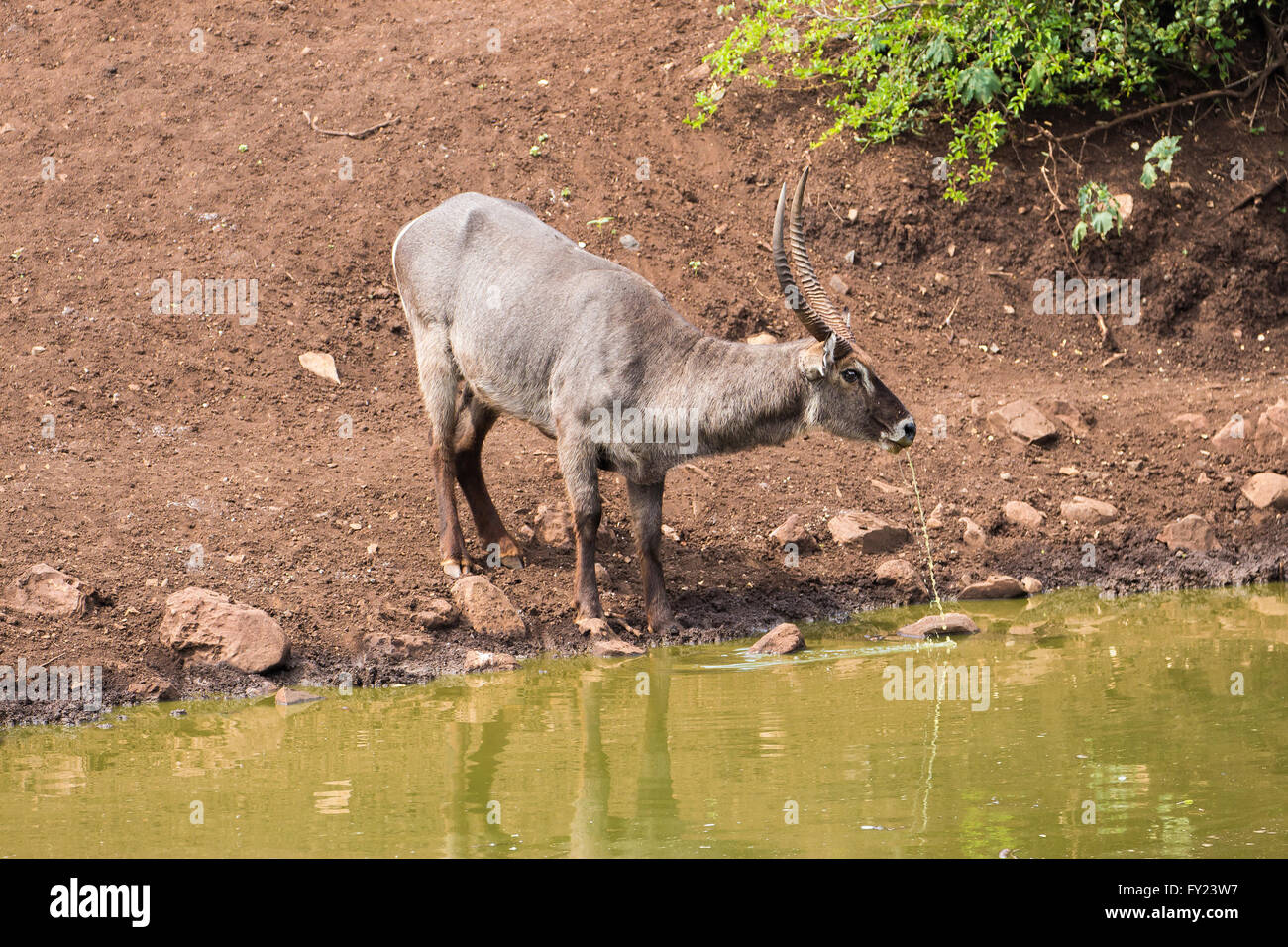 Waterbuck picture hi-res stock photography and images - Alamy