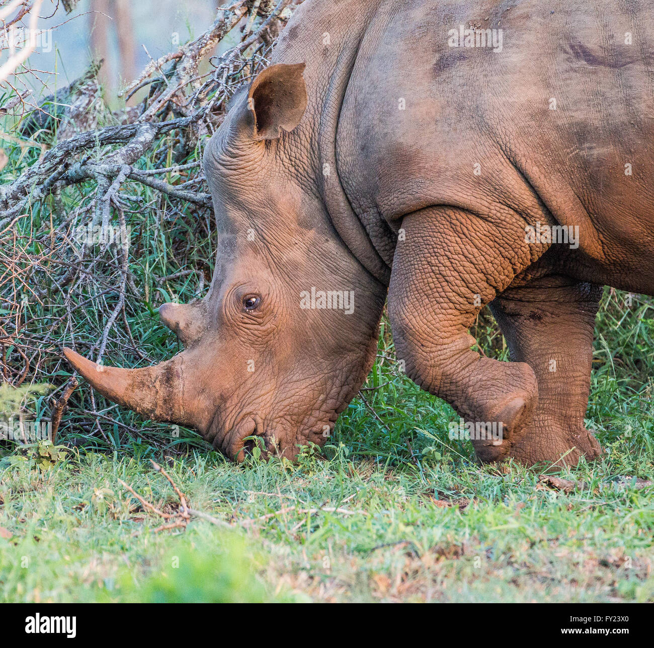 White rhino charging hi-res stock photography and images - Alamy