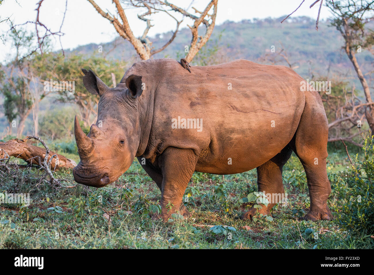 Rhino spoor hi-res stock photography and images - Alamy