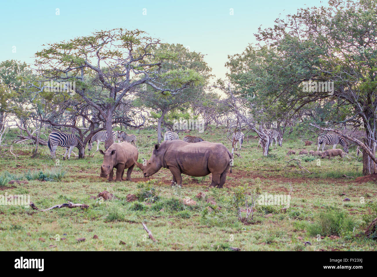 White rhino charging hi-res stock photography and images - Alamy